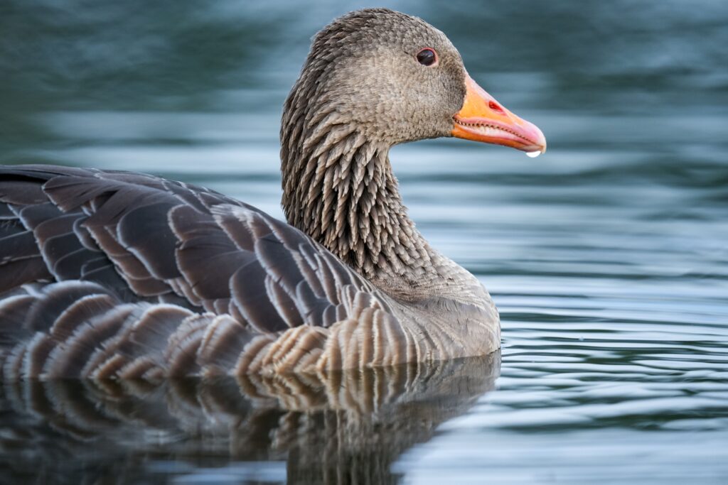 The A To Z Guide To Successful Duck Farming - Grameen Farms