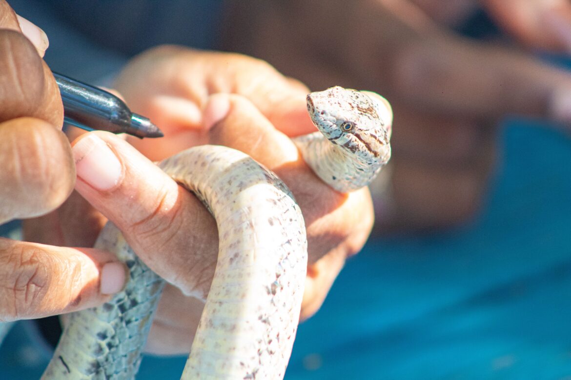 Exploring The World Of Snake Farming: A Comprehensive Introduction ...