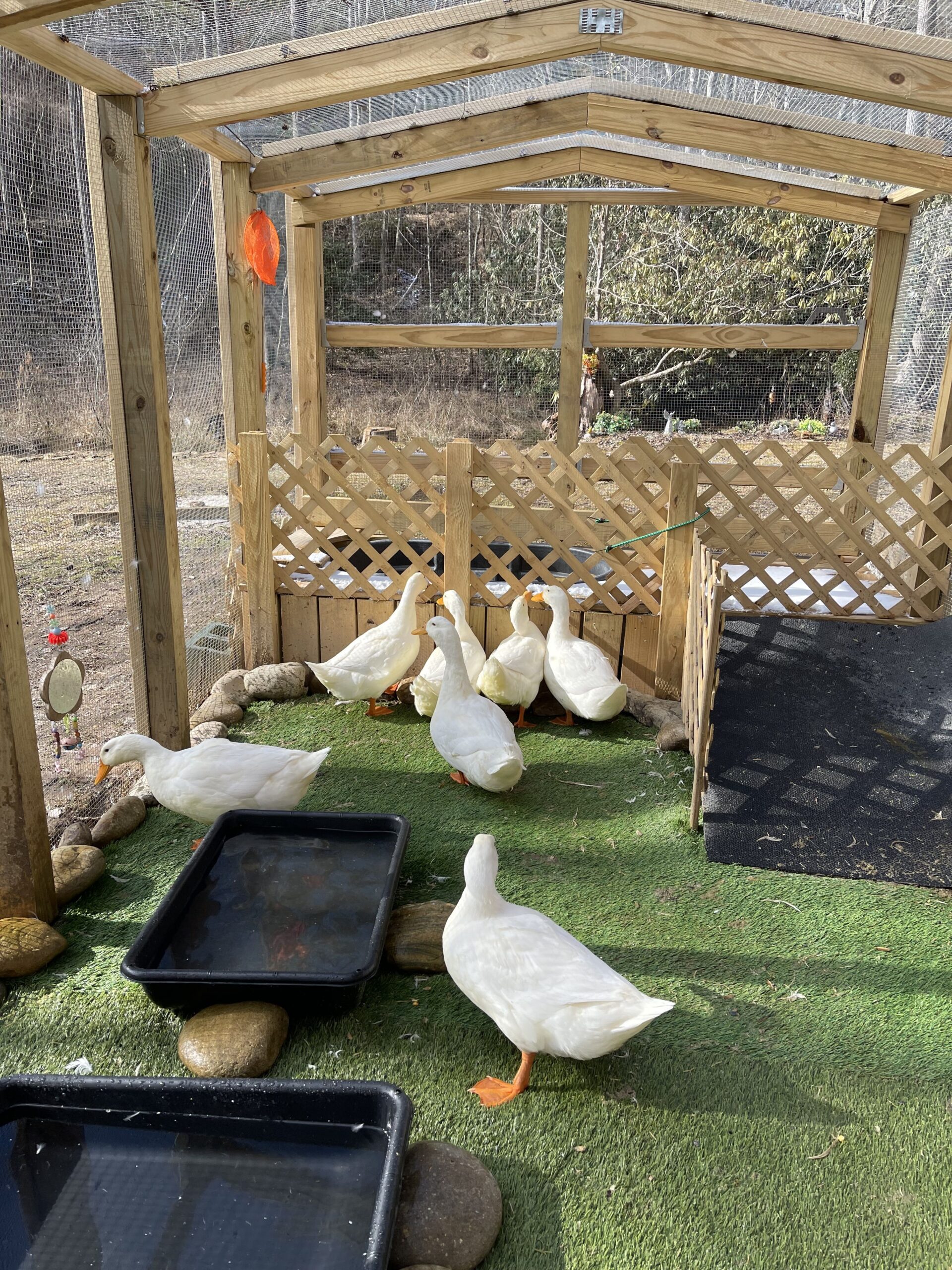 The A To Z Guide To Successful Duck Farming - Grameen Farms
